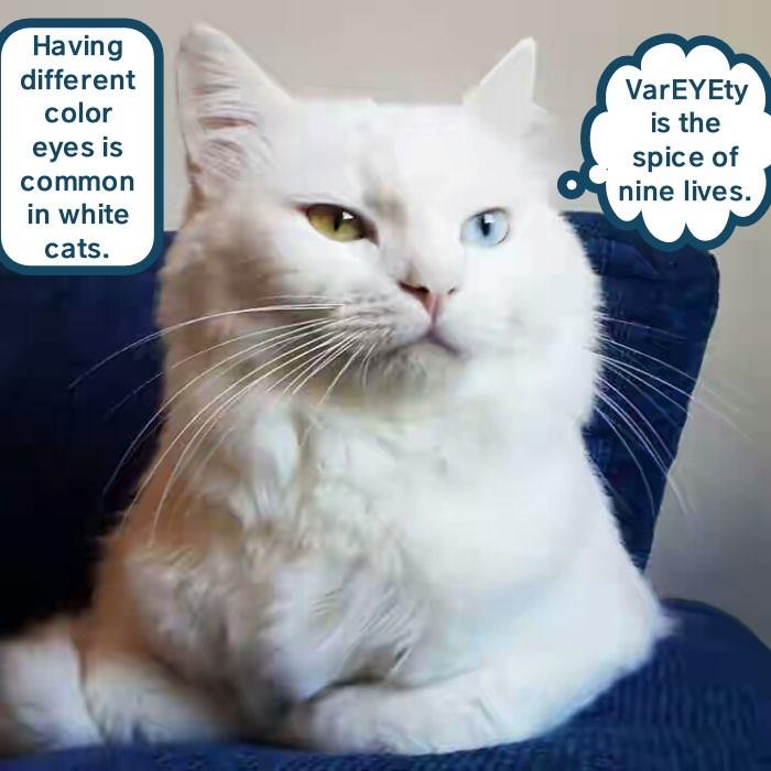 Eye see - Lolcats - lol | cat memes | funny cats | funny cat pictures ...