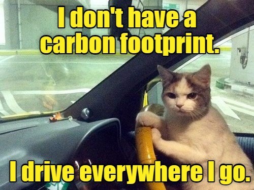 Green is a color on the traffic light. - Lolcats - lol | cat memes ...