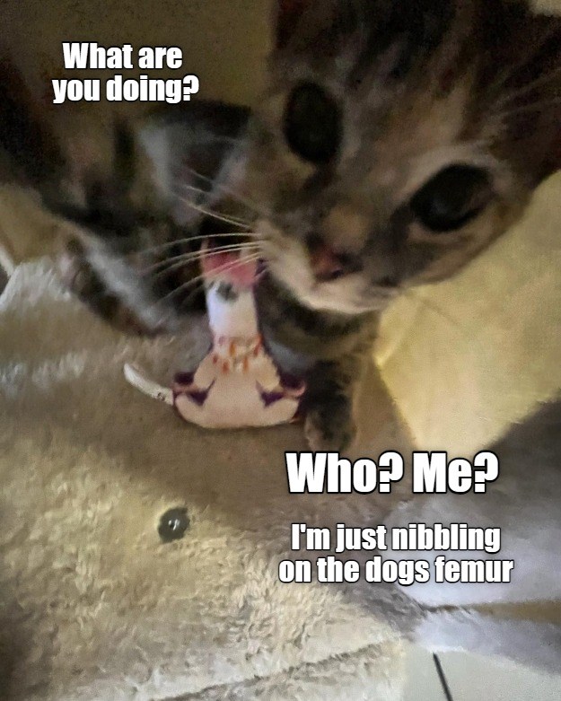 Who? Me? - Lolcats - lol | cat memes | funny cats | funny cat pictures ...