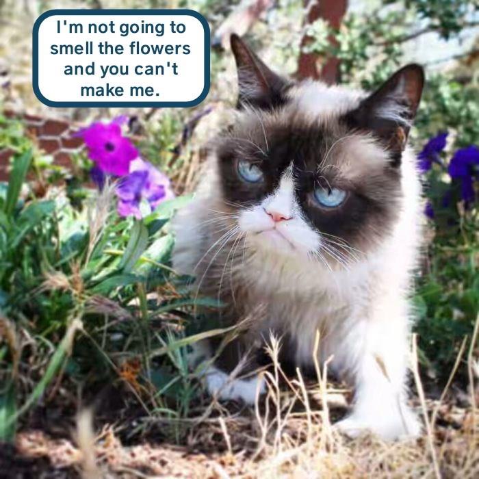 GrumpyCat says "NO" - Lolcats - lol | cat memes | funny cats | funny ...