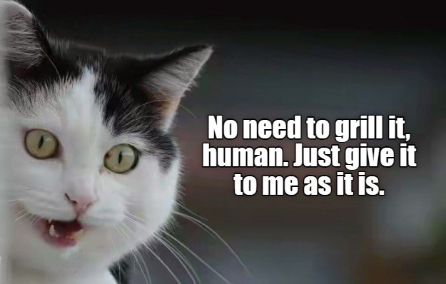 No need - Lolcats - lol | cat memes | funny cats | funny cat pictures ...