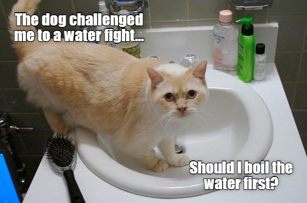 Just checking - Lolcats - lol | cat memes | funny cats | funny cat ...