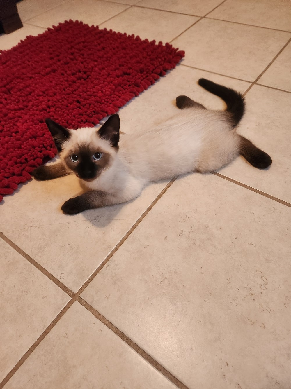 Little splooting - Lolcats - lol | cat memes | funny cats | funny cat ...