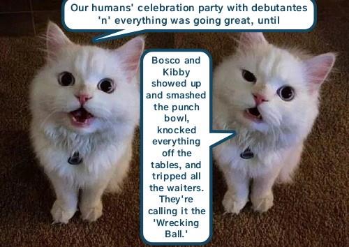 Went off with a bang - Lolcats - lol | cat memes | funny cats | funny ...