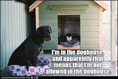 In the doghouse - Lolcats - lol | cat memes | funny cats | funny cat ...