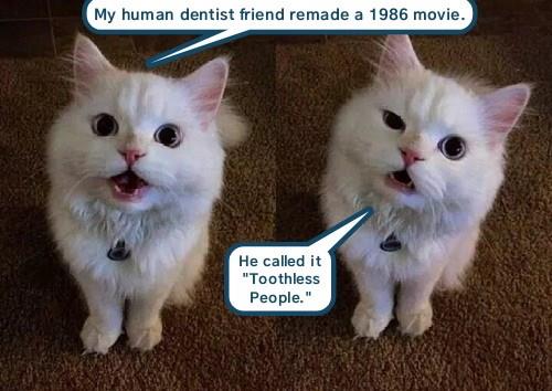 "Ruthless People" sequel? - Lolcats - lol | cat memes | funny cats ...