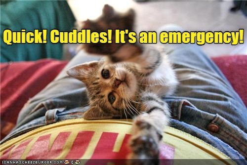 A cuddle-mergency! - Lolcats - lol | cat memes | funny cats | funny cat ...