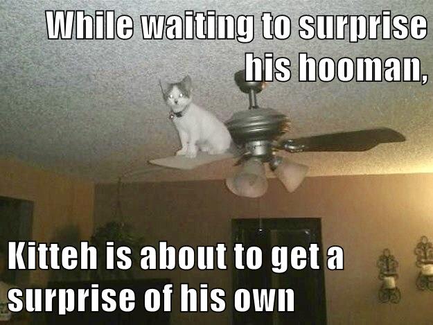 I believe I can fly - Lolcats - lol | cat memes | funny cats | funny ...