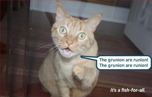 It's a fish-for-all - Lolcats - lol | cat memes | funny cats | funny ...