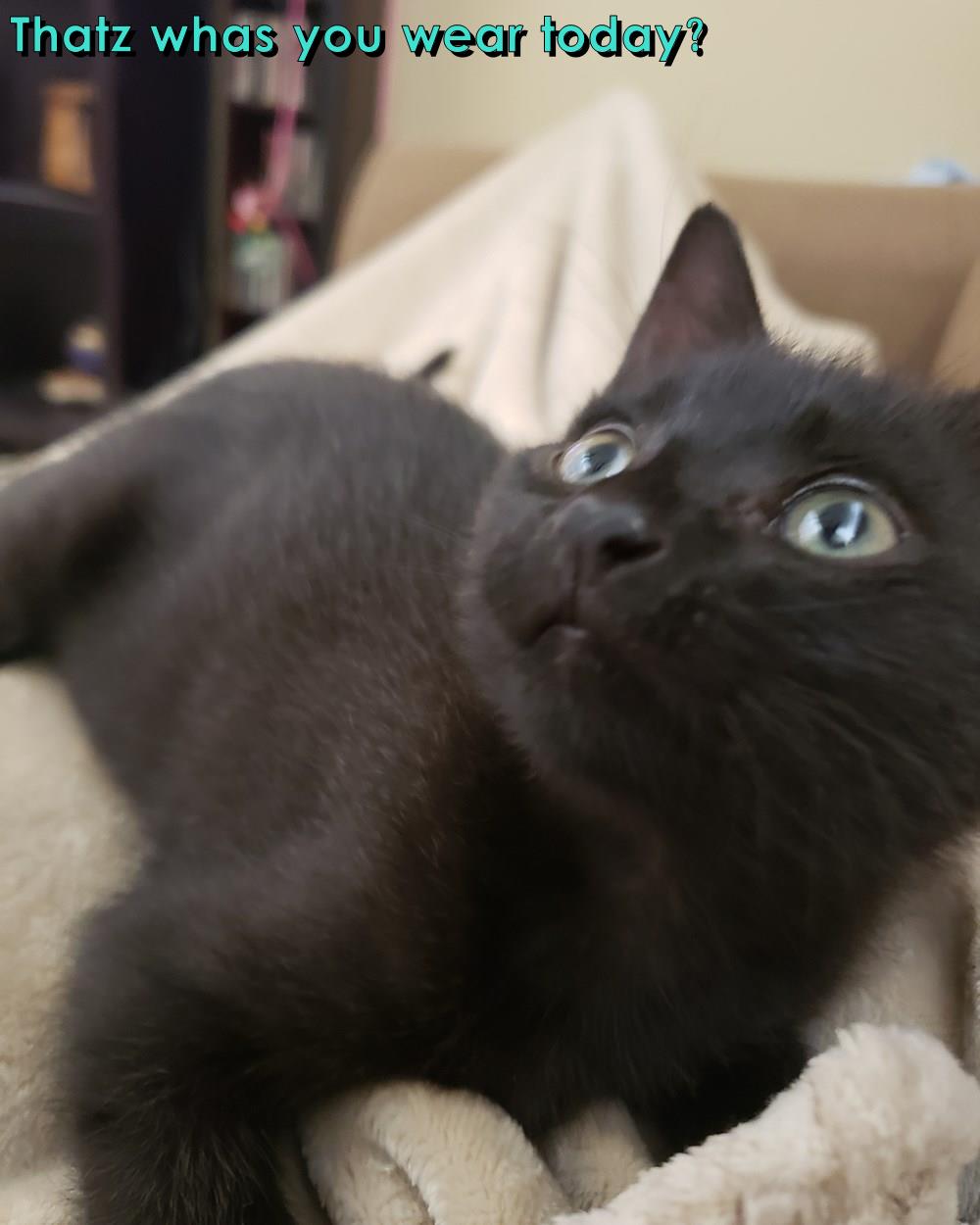 A meowy interesting choice - Lolcats - lol | cat memes | funny cats ...