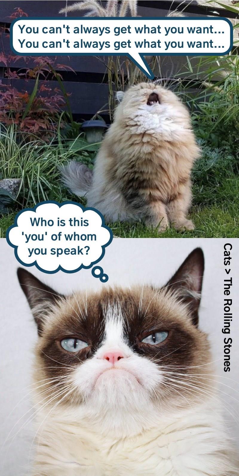 Cats > The Rolling Stones - Lolcats - lol | cat memes | funny cats ...