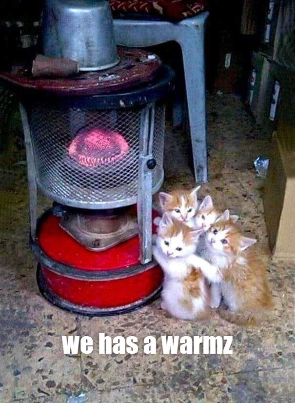 Itty bitty heater committee - Lolcats - lol | cat memes | funny cats ...