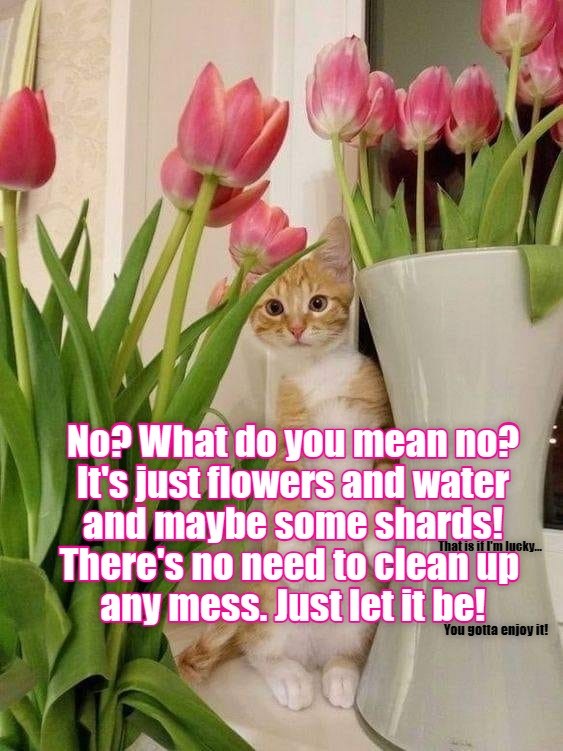 Just let it be! - Lolcats - lol | cat memes | funny cats | funny cat pictures with words on them ...