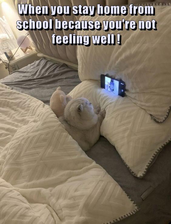 Enough screen time, go to sleep! - Lolcats - lol | cat memes | funny ...