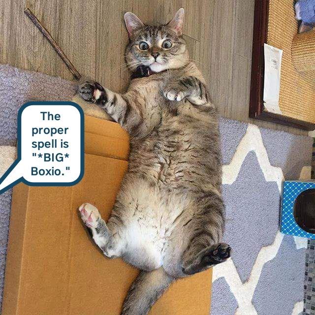 Kitty finds magic wand - Lolcats - lol | cat memes | funny cats | funny ...