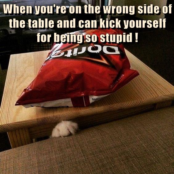 Once you pop, you can't stop - Lolcats - lol | cat memes | funny cats ...