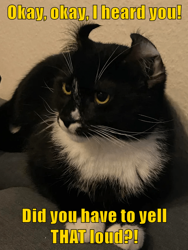 The ears say it all - Lolcats - lol | cat memes | funny cats | funny ...