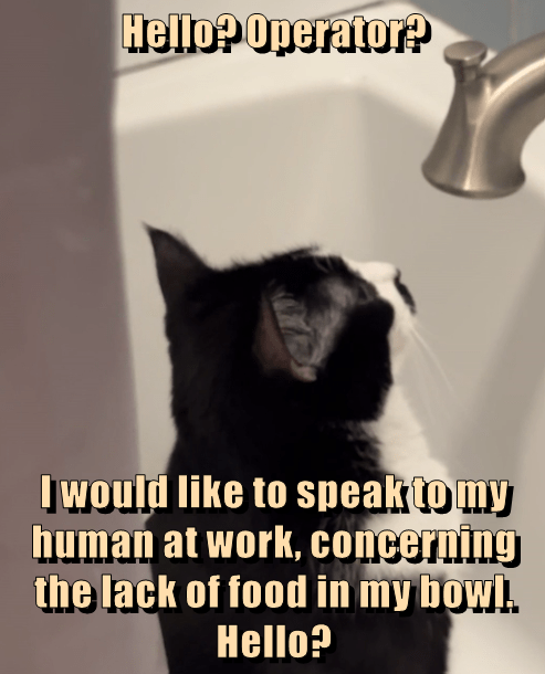 Operator? - Lolcats - lol | cat memes | funny cats | funny cat pictures ...
