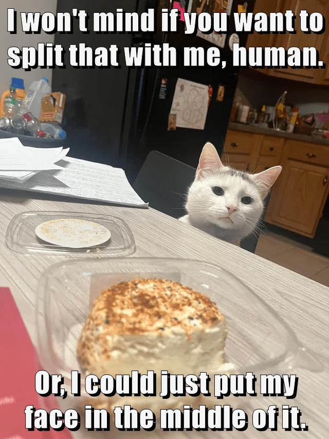 You choose - Lolcats - lol | cat memes | funny cats | funny cat ...