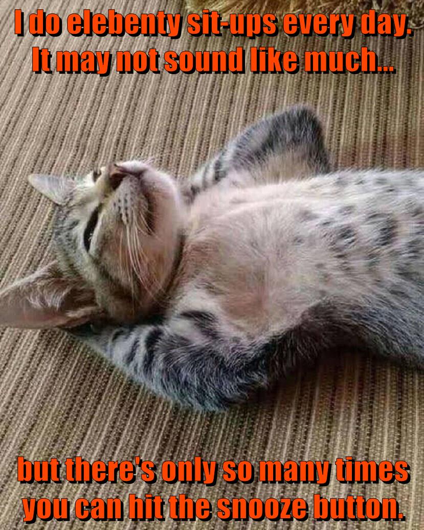 It's impawtant to rest in between exercises - Lolcats - lol | cat memes ...