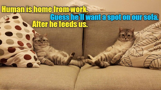 First things first - Lolcats - lol | cat memes | funny cats | funny cat ...