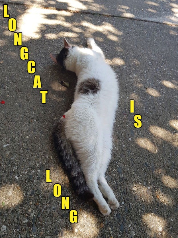 Long Boi Lolcats Lol Cat Memes Funny Cats Funny Cat Pictures With Words On Them