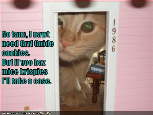 Mice krispies - Lolcats - lol | cat memes | funny cats | funny cat ...