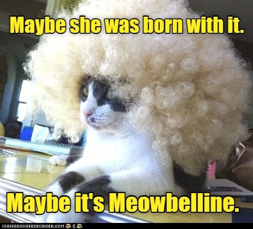 Only her hairdresser knows. - Lolcats - lol | cat memes | funny cats ...