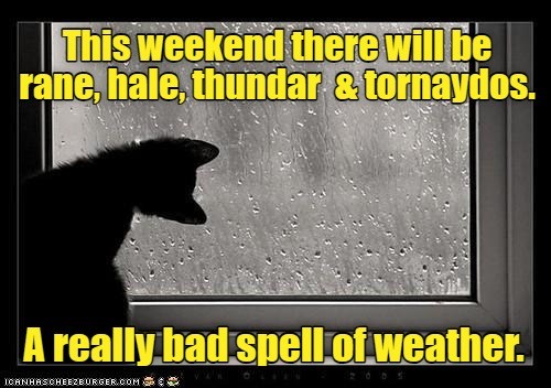 Stay indoors. - Lolcats - lol | cat memes | funny cats | funny cat ...