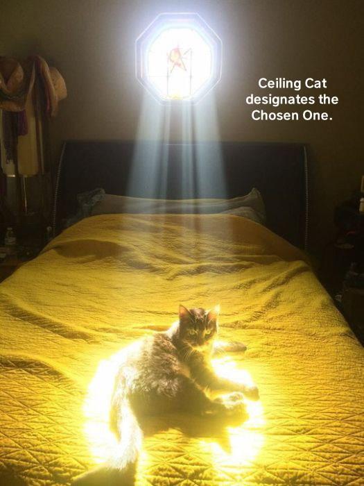 Ceiling Cat's choice - Lolcats - lol | cat memes | funny cats | funny ...