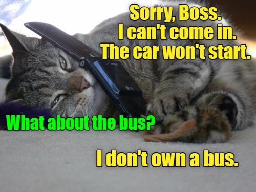 Calling off work. - Lolcats - lol | cat memes | funny cats | funny cat ...