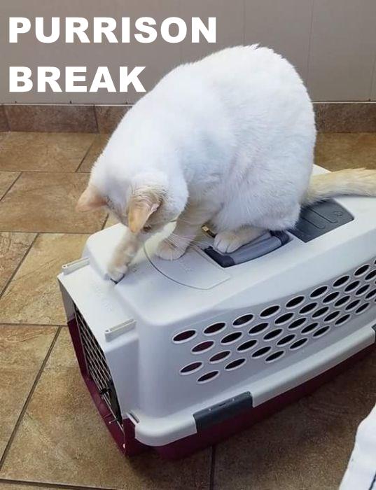 You'll never catch me now - Lolcats - lol | cat memes | funny cats ...