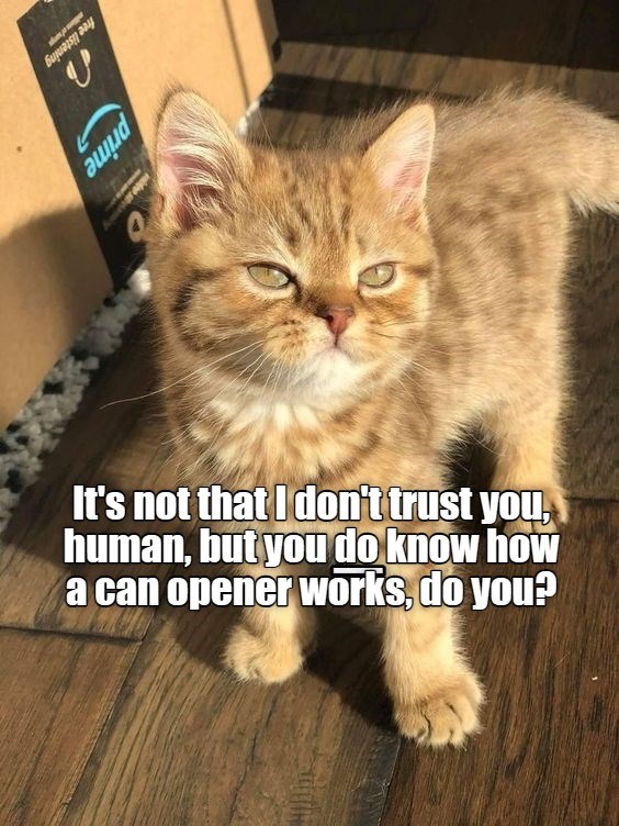It's only the most important skill you need - Lolcats - lol | cat memes ...