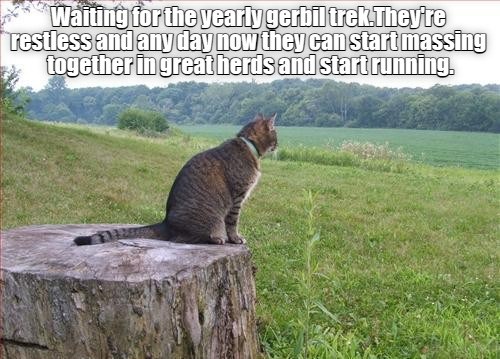 It's an impressive sight - Lolcats - lol | cat memes | funny cats ...