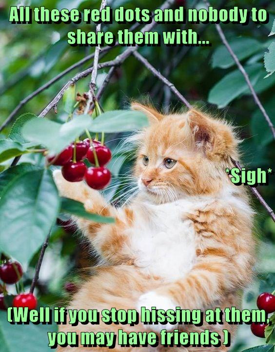 She finally caught them - Lolcats - lol | cat memes | funny cats ...