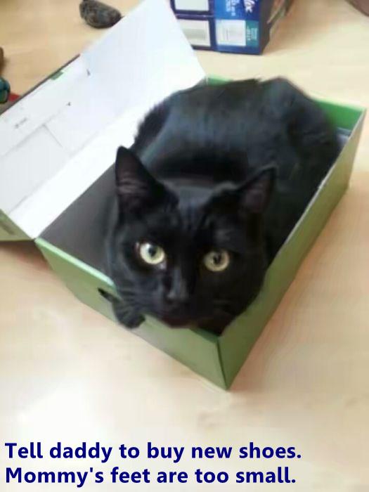 Also I need another box - Lolcats - lol | cat memes | funny cats ...