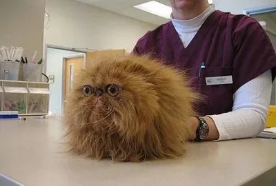 Say Cheese ... - Lolcats - lol | cat memes | funny cats | funny cat ...