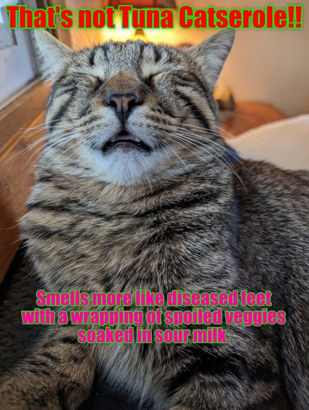 Throw It Away!! - Lolcats - lol | cat memes | funny cats | funny cat ...