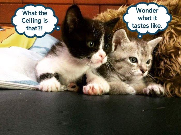 Made his eyes bug out - Lolcats - lol | cat memes | funny cats | funny ...