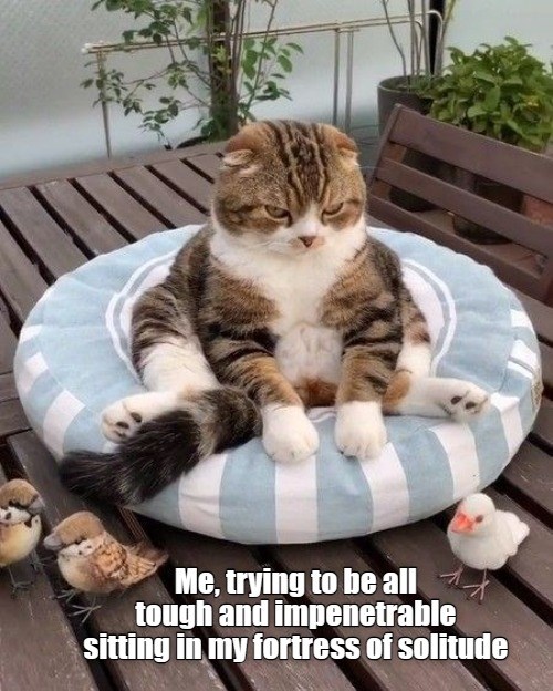 These Birds Just Don't Respect My Privacy - Lolcats - lol | cat memes ...