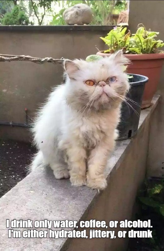 Or All Three At The Same Time - Lolcats - lol | cat memes | funny cats ...