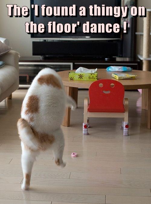 It's a great dance - Lolcats - lol | cat memes | funny cats | funny cat ...