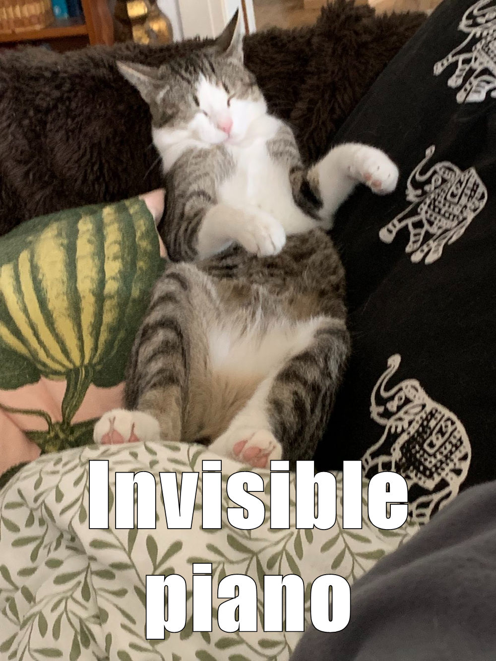 Meowzart - Lolcats - lol | cat memes | funny cats | funny cat pictures ...