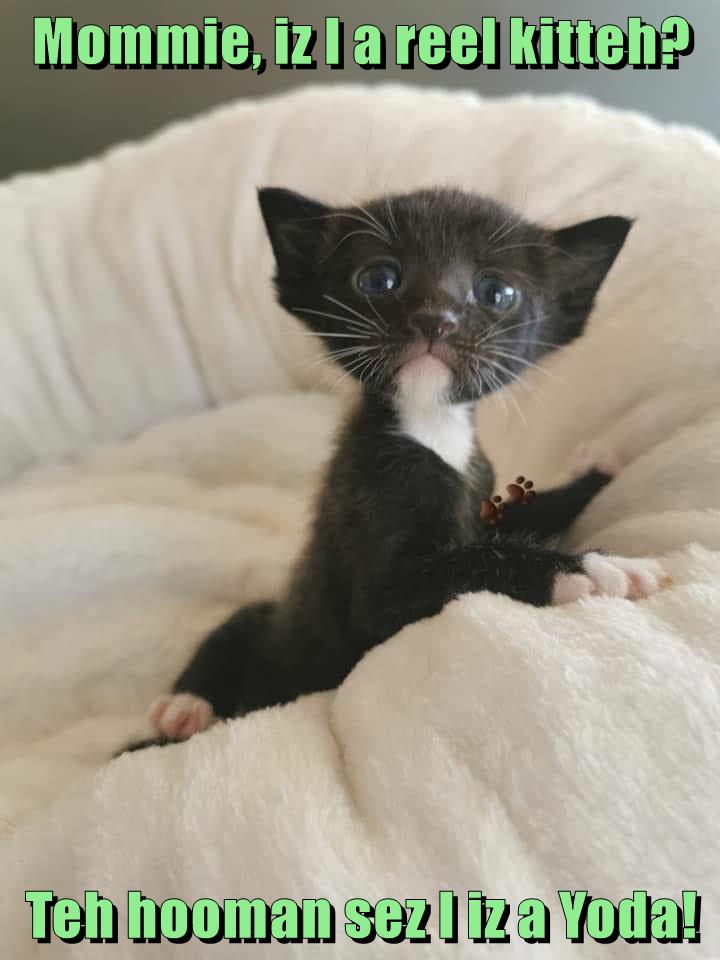 Yoda cat - Lolcats - lol | cat memes | funny cats | funny cat pictures ...