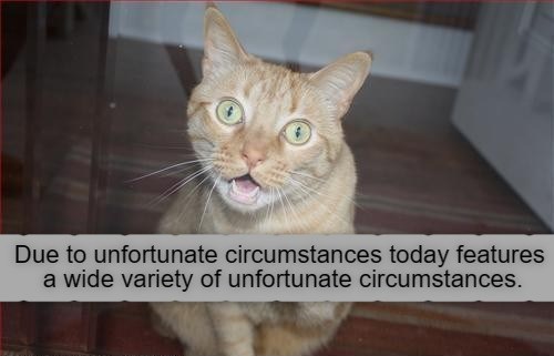 It is unfortunate - Lolcats - lol | cat memes | funny cats | funny cat ...