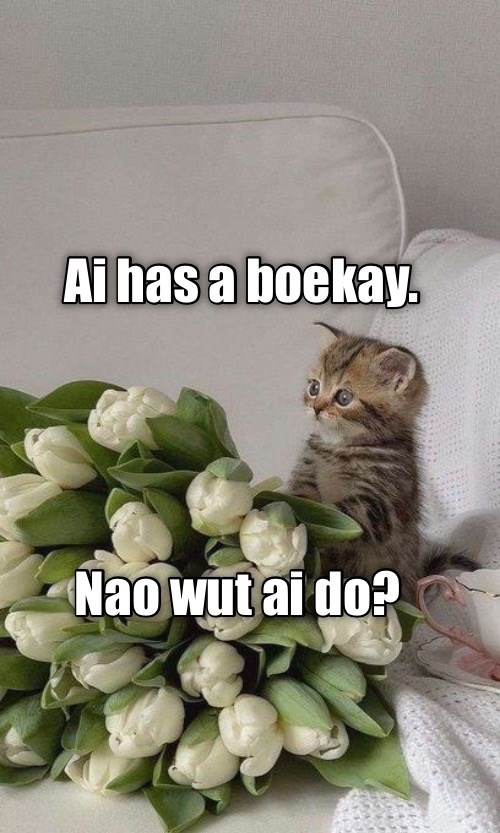 Kitty has a question! - Lolcats - lol | cat memes | funny cats | funny ...