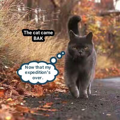 Brave Asplorer Kitteh - Lolcats - lol | cat memes | funny cats | funny ...