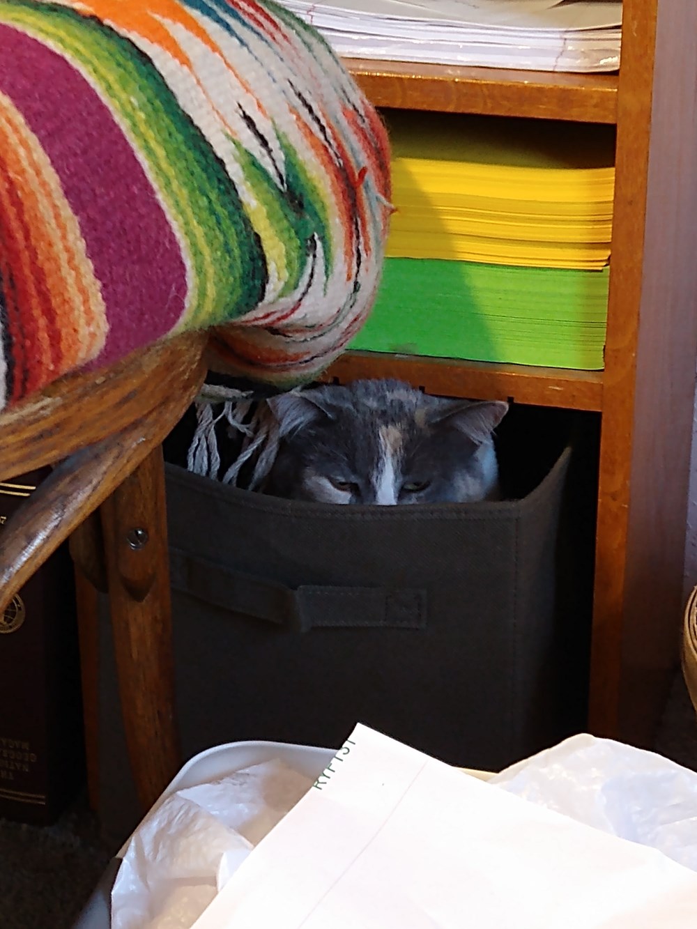 I sleep when I want, where I want, with who I want - Lolcats - lol ...