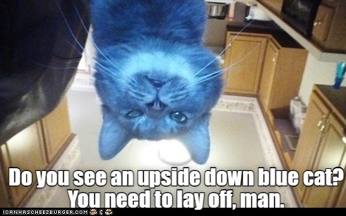 Holy Medicinal! - Lolcats - lol | cat memes | funny cats | funny cat ...