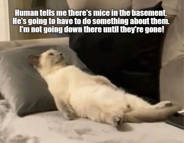 Mice in the basement - Lolcats - lol | cat memes | funny cats | funny ...